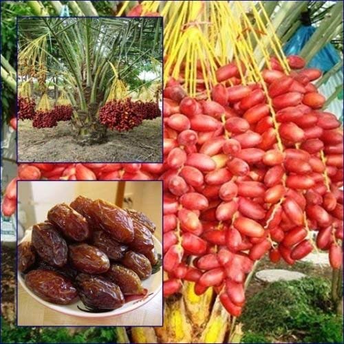Creative Farmer Rare Phoenix Dactylifera Date Pam Seeds for Growing (10 ...