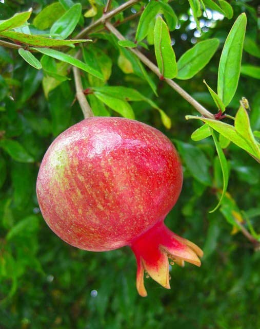 Ritz Farming® Pomegranate fruit seeds | Anar Fruit Seeds | Fruit Plant Seeds for your home ...