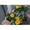 ARTECSIS Paletten Blumenkasten 12er Set Anthrazit Pflanzkasten Einsatz Europalette 37cm: Amazon ...
