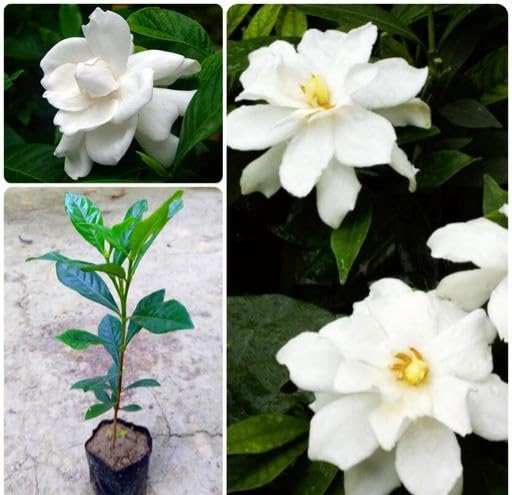 ORGANIC ANANTA FLOWER PLANT/JASMINE WHITE HYBRID OUTDOOR GARDEN LIVE ...