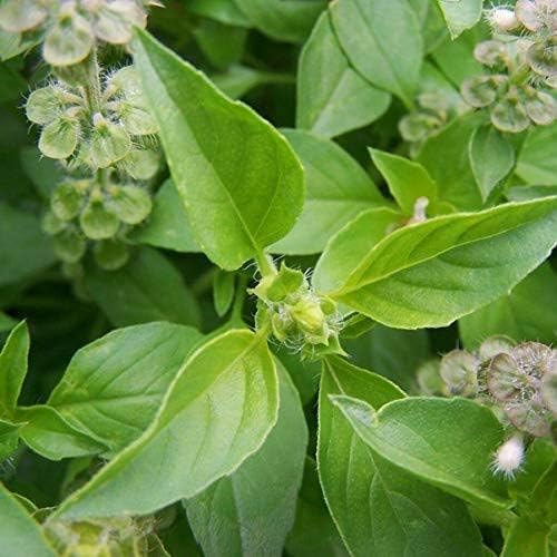 GoGreen Sweet Tulsi Plant (Ocimum tenuiflorum) Ayurvedic Medicinal ...
