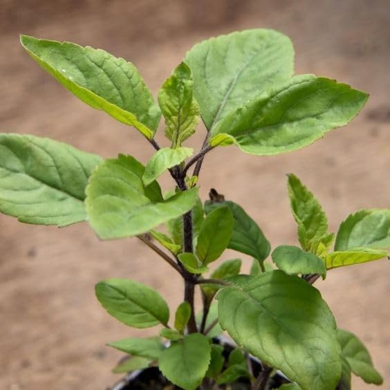 Live Ayurvedic Real Tulsi Plants, Green Tulsi Plant Medicinal Live ...