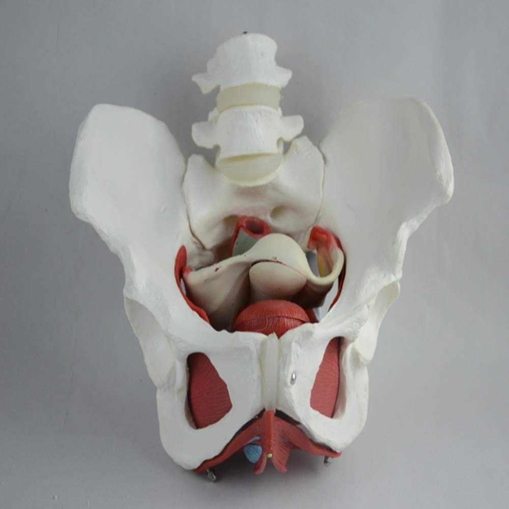 Buy Female The Model of Female Pelvis and Separated Pelvic Muscles with ...