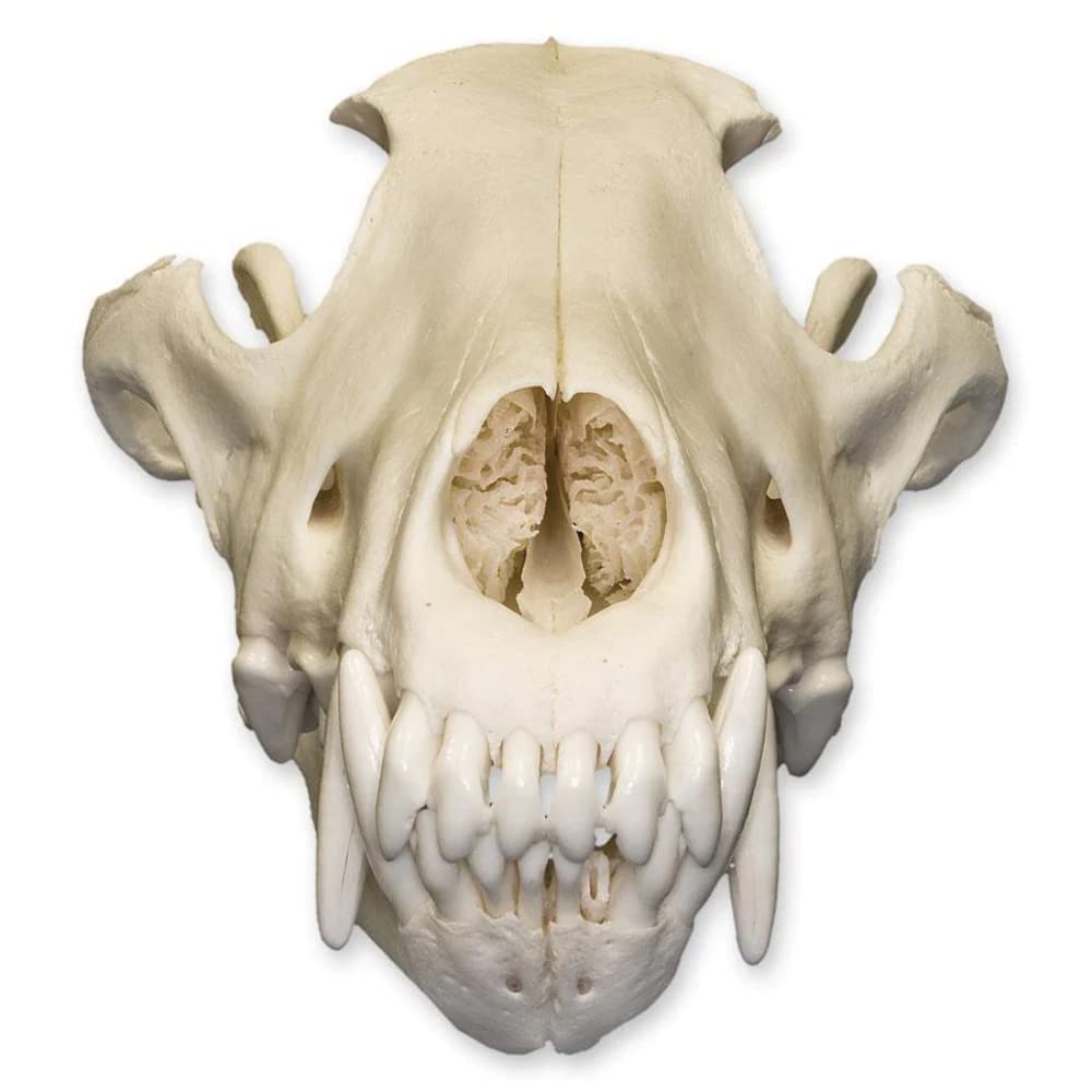 Esqueleto De Lobo Gris Anatomía Y Fisiología Del Lobo | PROYECTO