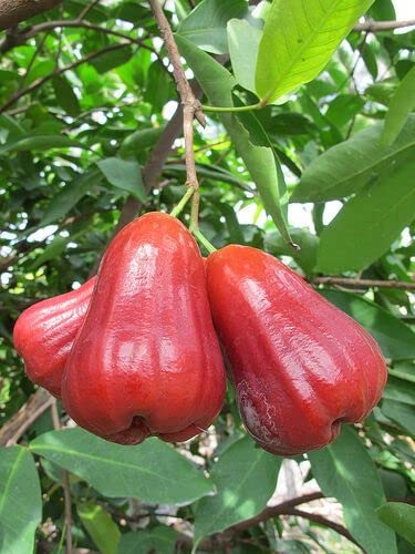 Rare Exotic Tropical Fruit Rose Water Apple, Red Jamrul, Lal Jamrul ...