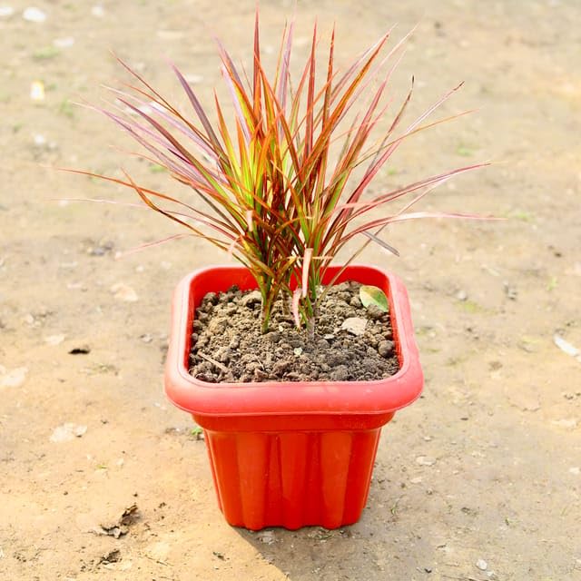 Dracaena Colorama Red in 8 Inch Plant Red Heavy Square Plastic Pot ...