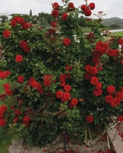Climbing Dizzy Heights-Stunning Slightly Scented Scarlet Rose - 3 Litre ...