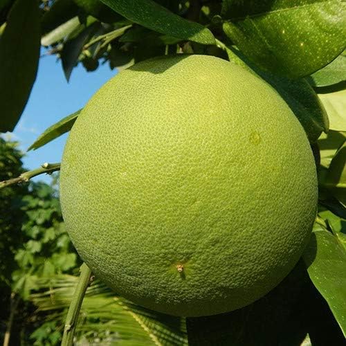Plant World Seeds - Pomelo Seeds (Tropical Fruit Seeds) : Amazon.co.uk ...