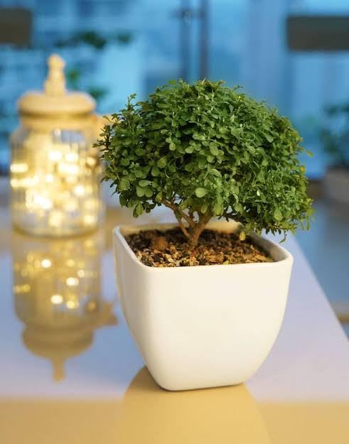 BISWAS PLANTS HOUSE' Rare Indoor Table Kamini/Murraya Paniculata Bonsai ...