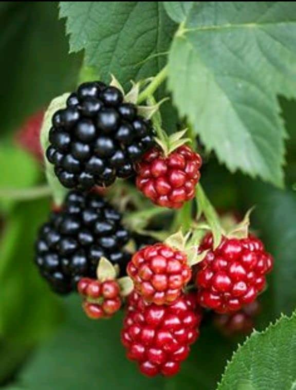 Balbasaur live Live Black Mulberry/Kala Long Shahtoot Sweet Tasty Fruit ...