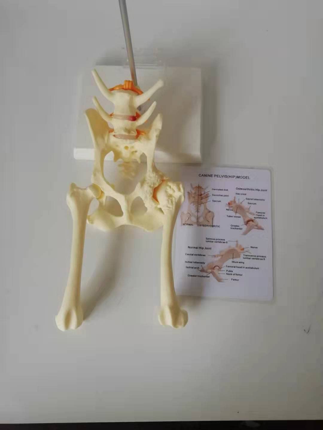 Dog Pelvic Anatomy