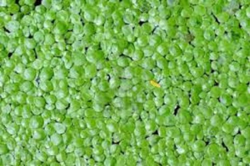 Lemna - How to grow & care
