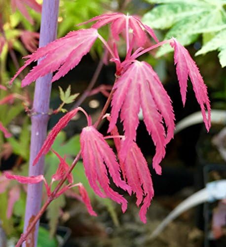 Amazon.com : Kurenai Jishi Dwarf Japanese Maple 1 - Year Live Plant ...