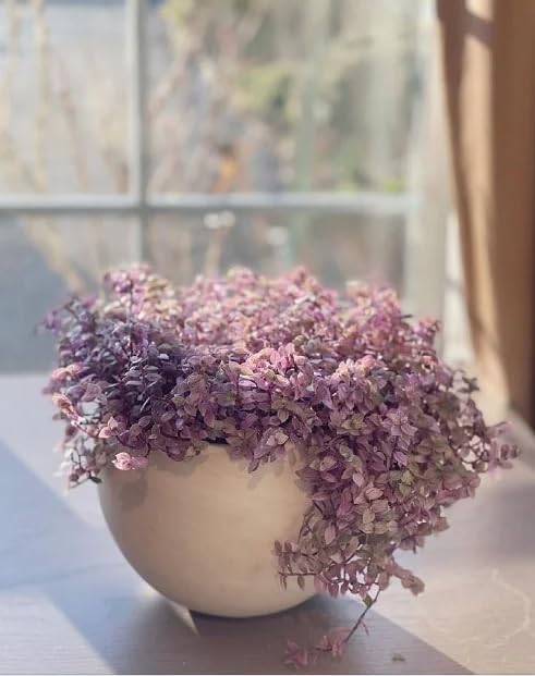 Matri Bhumi Callisia Pink Lady plant Turtle Vine pink lady plant live ...