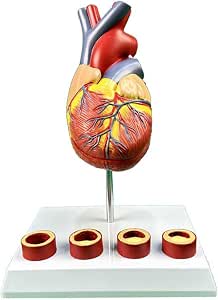 Teaching Model,3D Heart Model Life Size Heart Anatomical Model with 2 ...