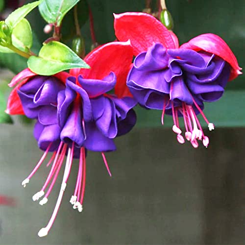 Fuchsia hybrida - How to grow & care