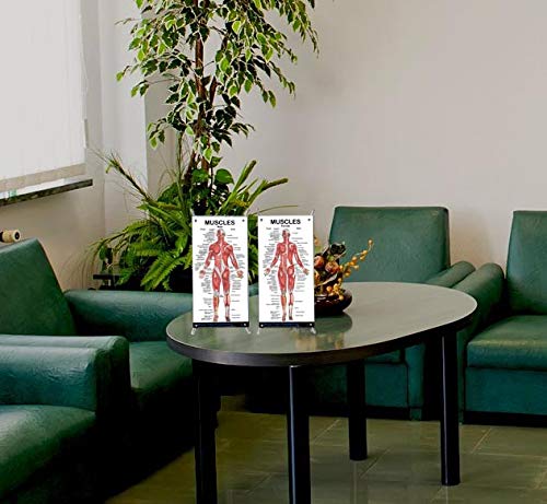 2 Posters Set Muscles Female and Male Mini Poster Set, Muscle Building ...