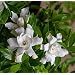 Amazon.com : Fool Proof Gardenia (2 Gallon) Blooming Evergreen Shrub ...