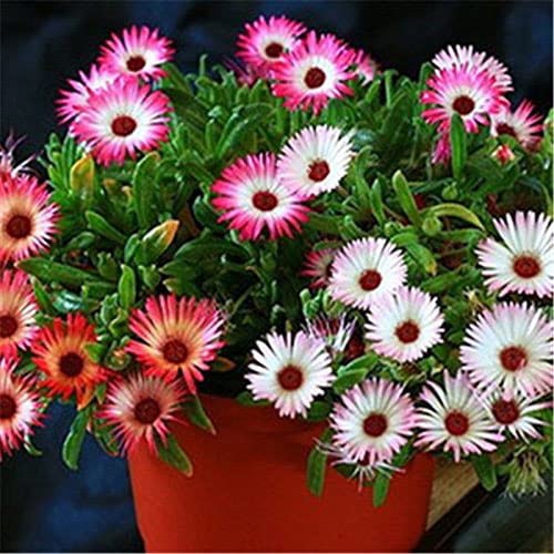 Nature Mayaa Burf- Heavens Mesembryanthemum Flower Seeds for Planting ...