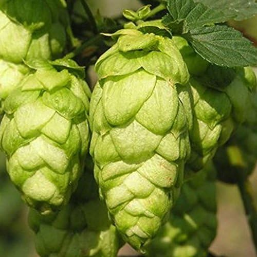 gardenexpert Humulus lupulus 13cm Pot Size Climber : Amazon.co.uk: Garden