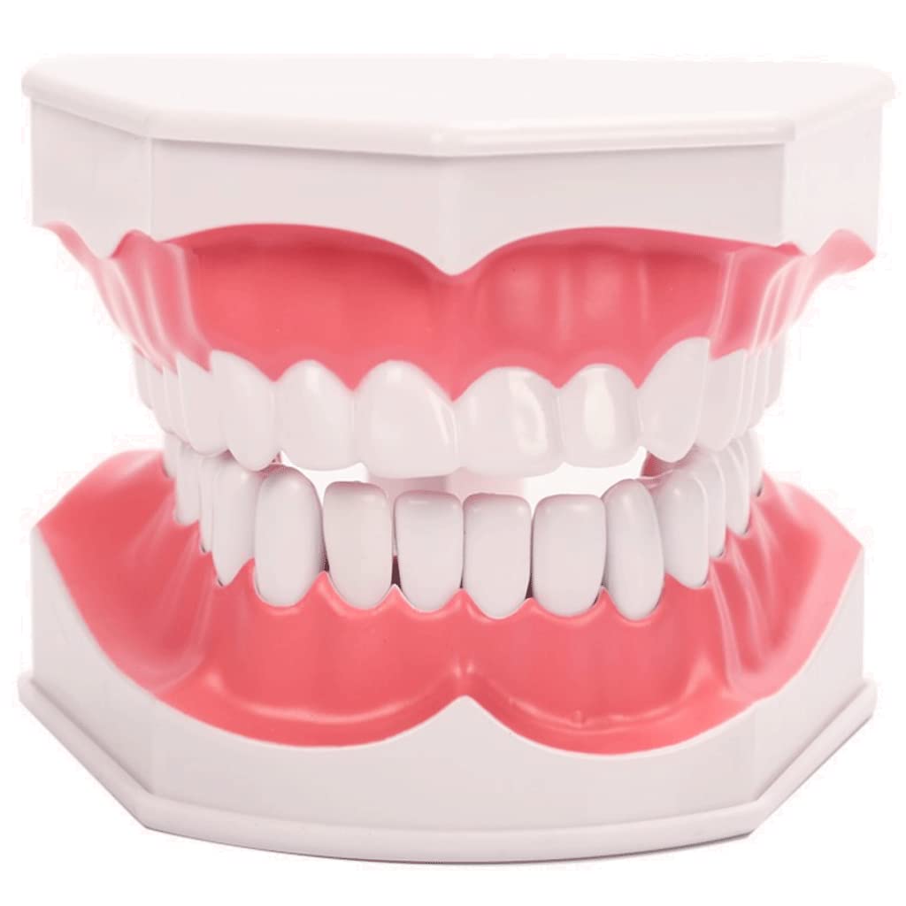 Buy NOCALC Study Teaching Model 2X Teeth Model for Teaching Kids Dental ...