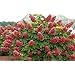 Amazon.com : Ruby Slippers OAKLEAF Hydrangea Shrub : Patio, Lawn & Garden