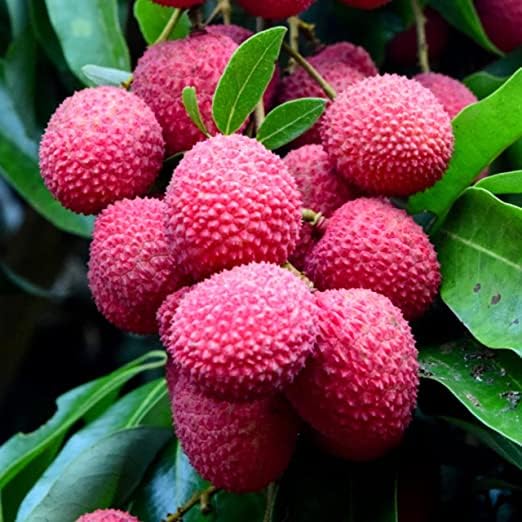 BLOOM & GROW Dwarf Sweet Litchi Hybrid Tree 1.5ft Healthy & Fresh Short ...
