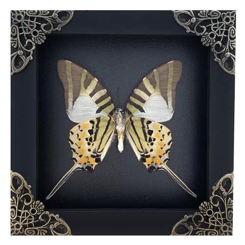 Amazon.com: Real Death Head Moth Frame Bug Insect Taxidermy Cicada ...