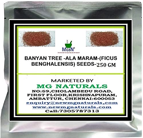BANYAN TREE -ALA MARAM-(FICUS BENGHALENSIS) SEEDS-250 GM (WITH FREE ...