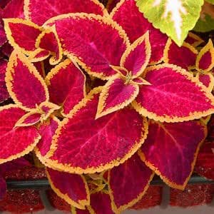 Amazon.com: Outsidepride Coleus Fairway Indoor or Outdoor Foliage House ...