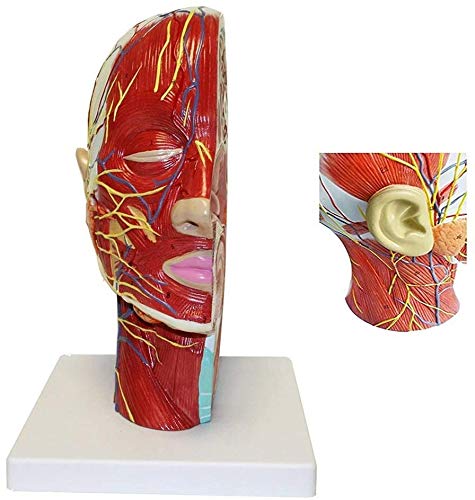 Buy LBYLYH Model of human head, anatomical human anatomical half a head ...