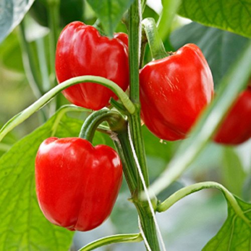 Creative Farmer Vegetable Seeds Terrace Garden Bell Pepper Capsicum ...