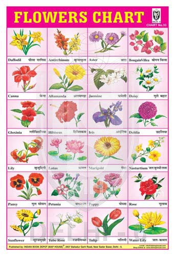 Buy 24 PHOTO FLOWERS CHART (RED) CHART Book Online at Low Prices in ...