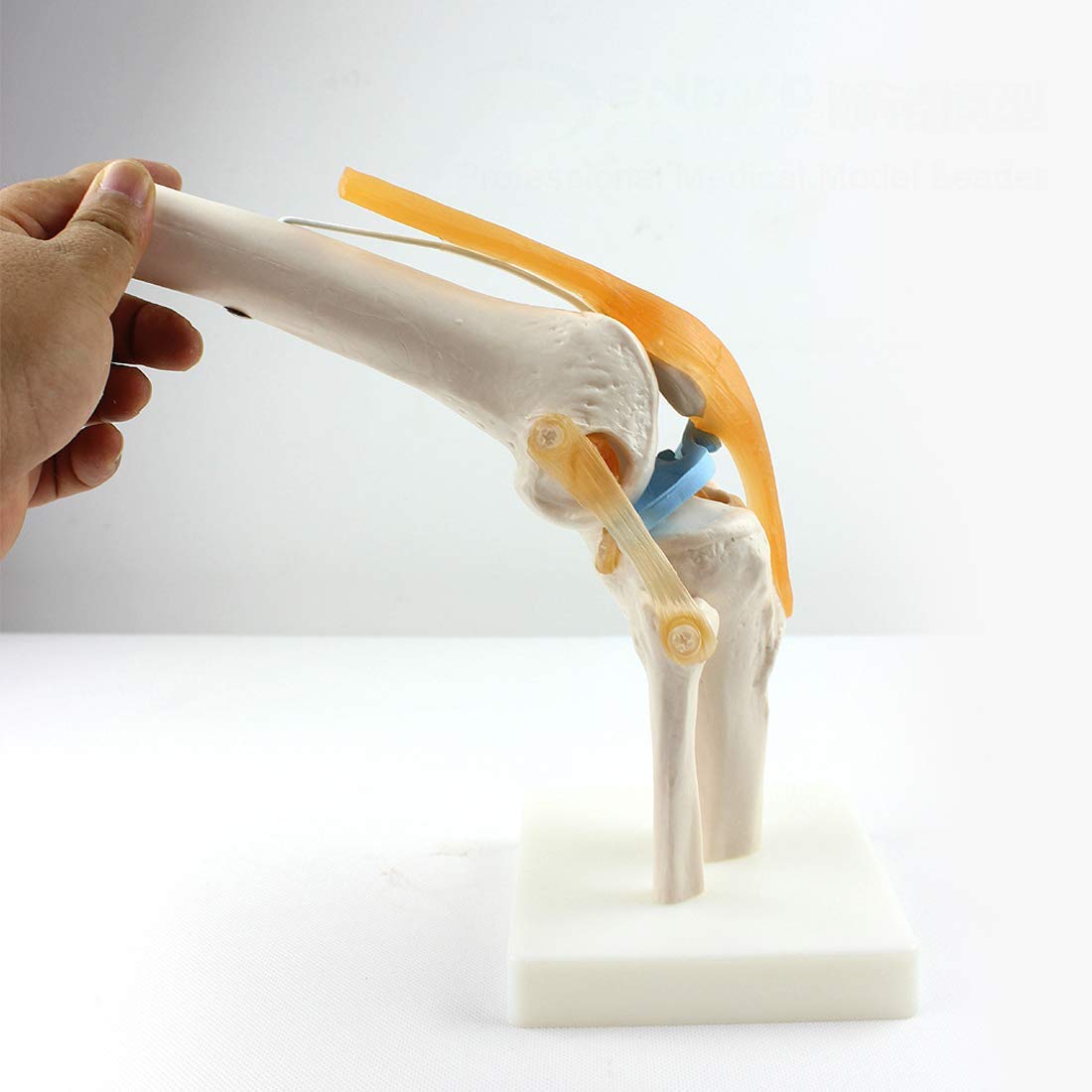 Buy Educational Model Bioscience Human Knee Anatomy Model,Medical ...