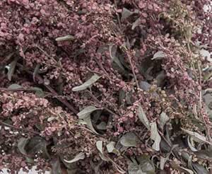 25 Seeds of Copper Plume 3608 (Atriplex Hortensis) : Amazon.co.uk: Garden