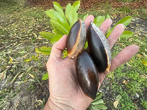 Mamey sapote - How to grow & care