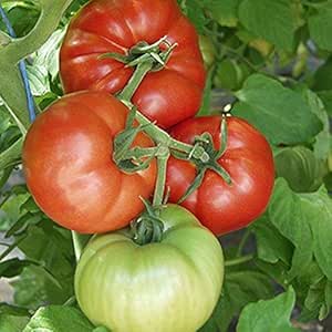 Amazon.com : Country Taste F1 Hybrid Tomato So Good Perfect Size for ...