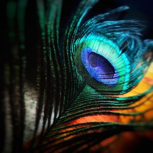 Amazon.co.jp: The Valley of Eternal Dawn : Danny Reef: デジタルミュージック