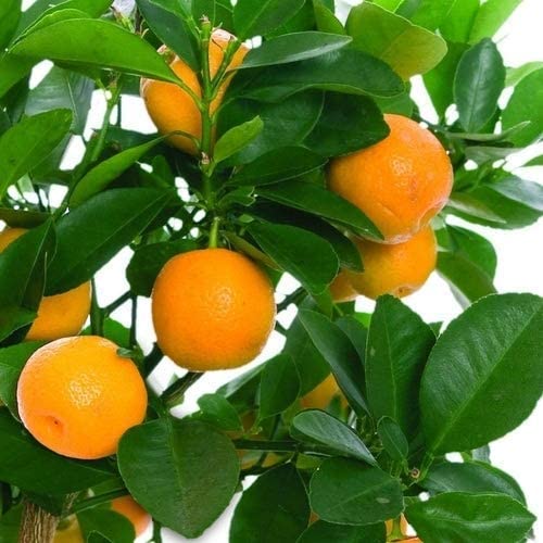 Vixenssell Live Narangi Plant Fruit Tree - narangi ka podha : Amazon.in ...