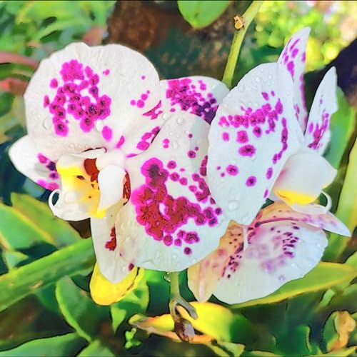 Amazon.co.jp: The Twin White Wizard : Nerse เนิส: Digital Music