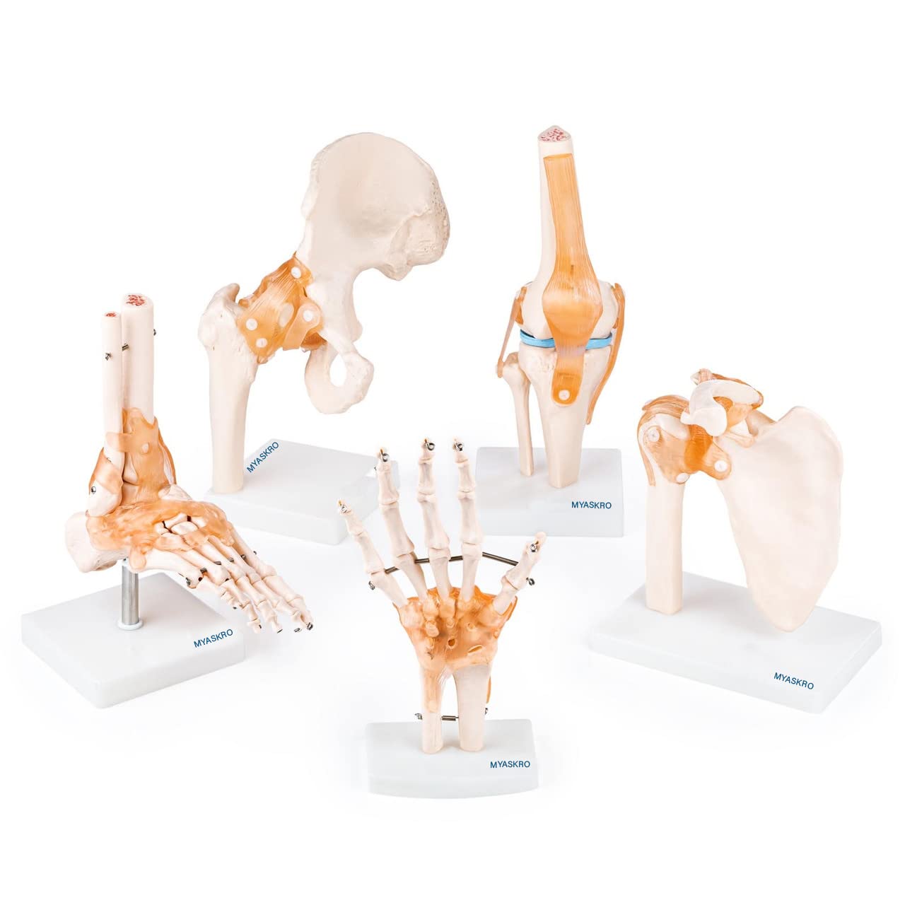 Myaskro® Anatomical Human Joint Models Set Of 5 - Knee Joint, Hip Joint ...