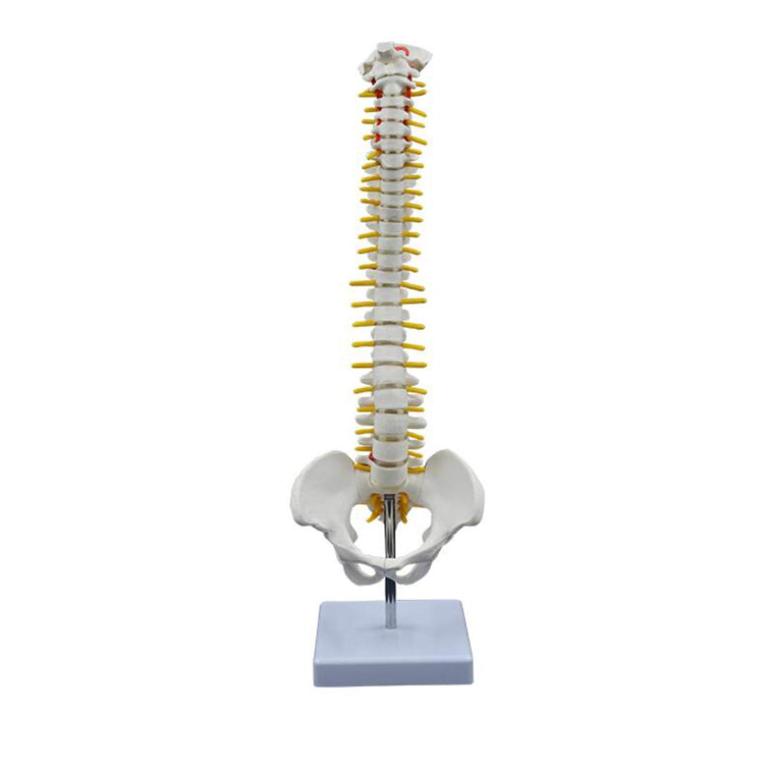 Buy 45Cm Human Spine Anatomy Model, Miniature Spine Model with ...