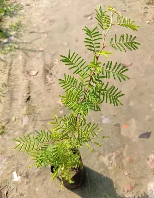 Shami Banni Vanni Maram Live Plant : Amazon.in: Garden & Outdoors