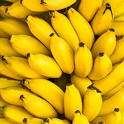 Bananensamen – Die 15 besten Produkte im Vergleich - www.haus-und-boden.net