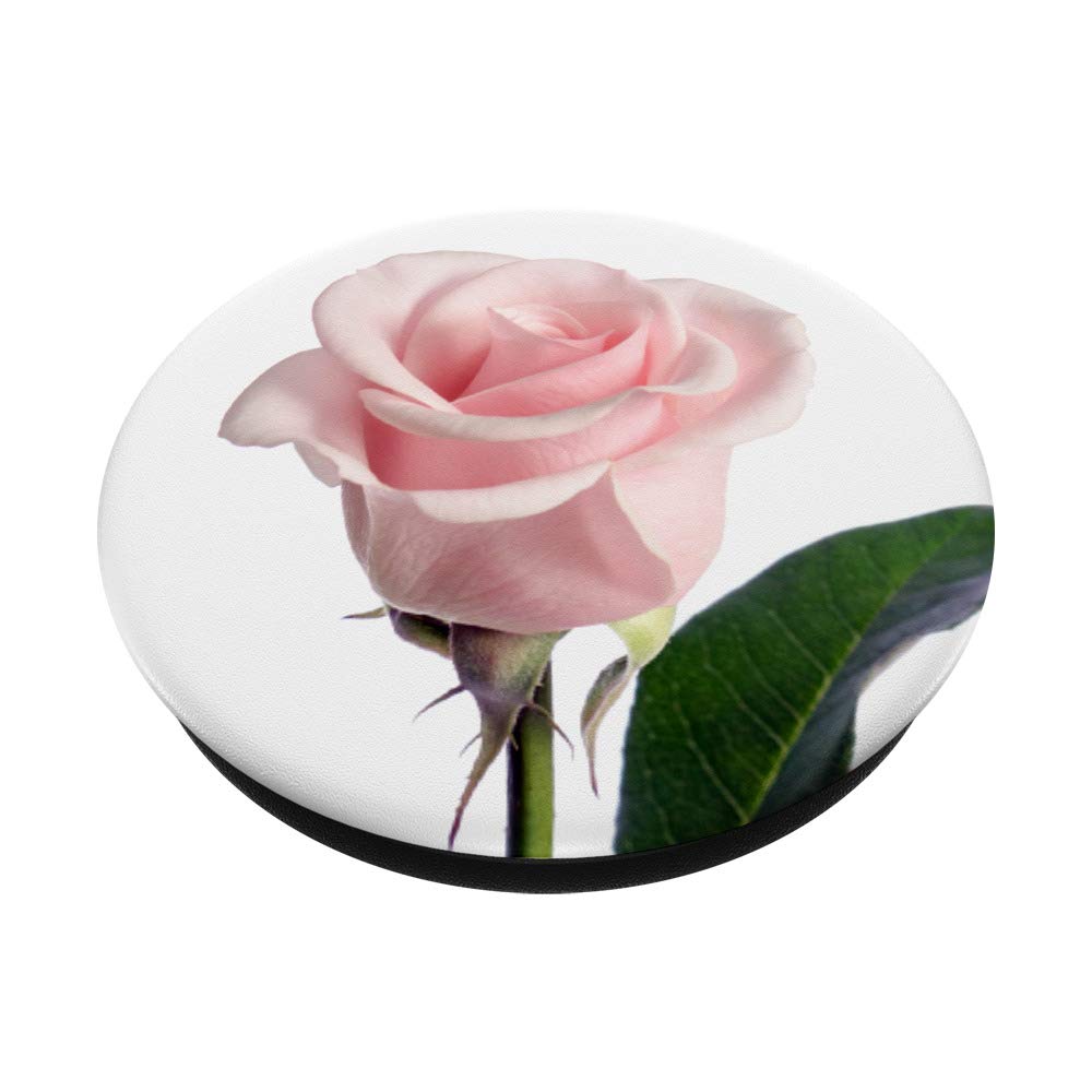 Cute Pink Rose Flowers