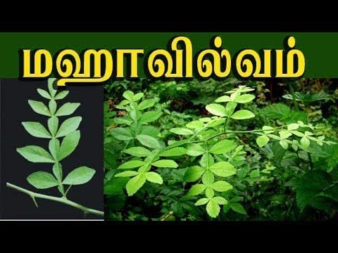 Guru24Hours™ Maha Vilvam Live Plant Healthy Live Plant : Amazon.in ...