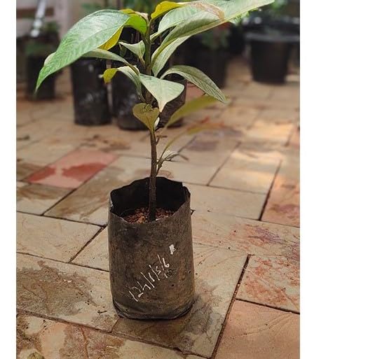 THE GREEN VIEW GARDENS Fruit Plants Badhal/Artocarpus Lacucha/Monkey ...