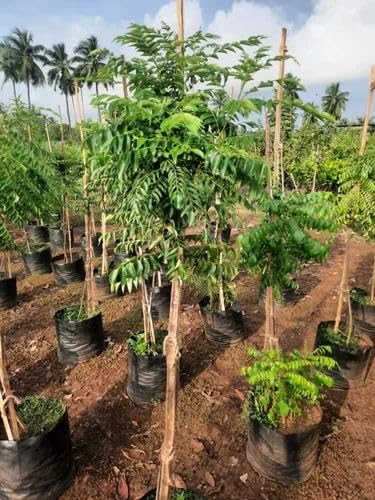 Fresh Curry Patta Tree Sapling for Gardeners, Live Culinary Plant for ...