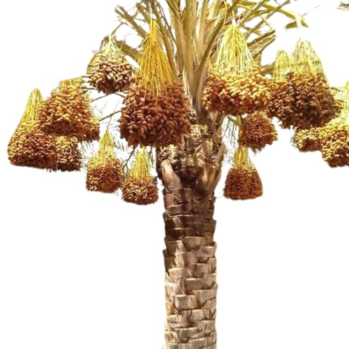 TENDER LEAVES Full-Sun-Exposure-Live Rare Tissue Culture Date Palm ...