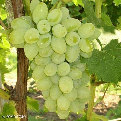 Sarika Nursery grapes Angur Plant Classy Fruit & Fruit Trees : Amazon ...